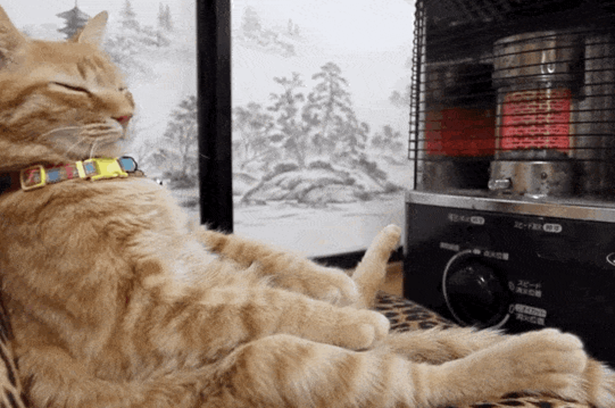 16 GIFs That Perfectly Sum Up Cat Ownership