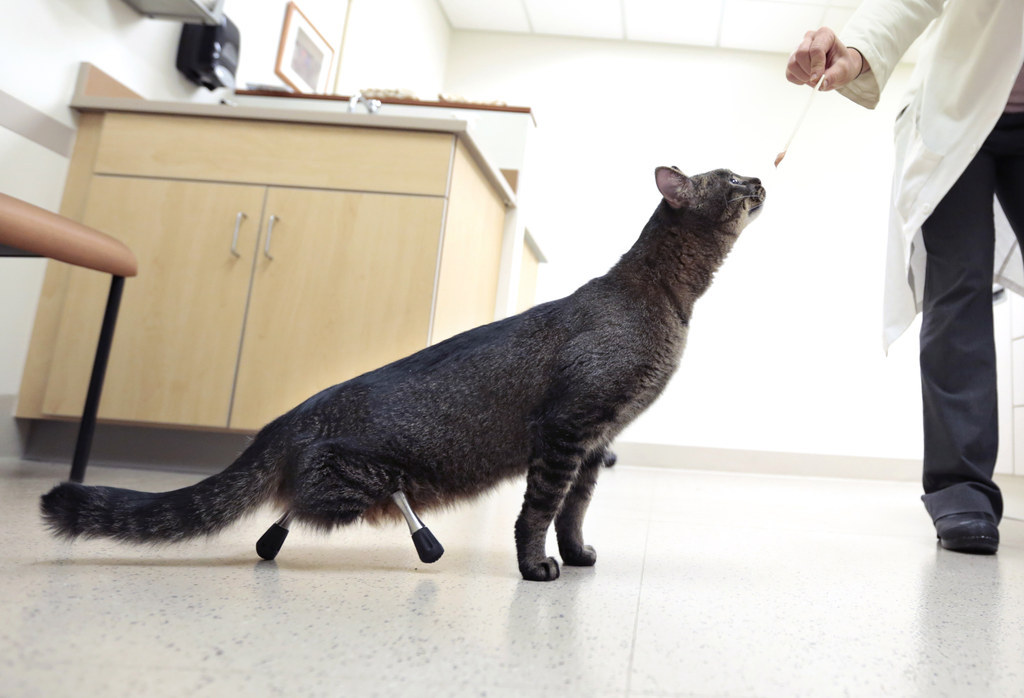 Vincent The Bionic Cat Will Melt Your Heart