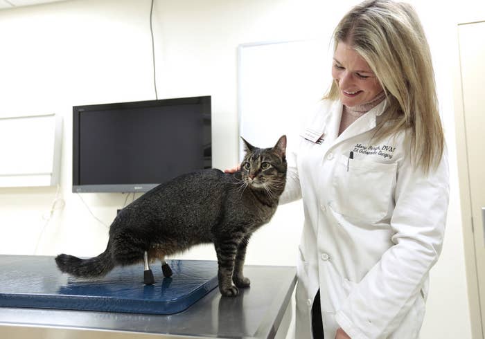 Vincent The Bionic Cat Will Melt Your Heart