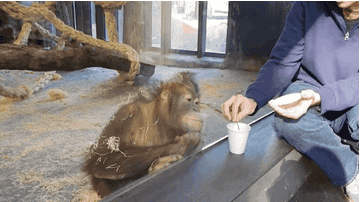 guy does magic trick to monkey