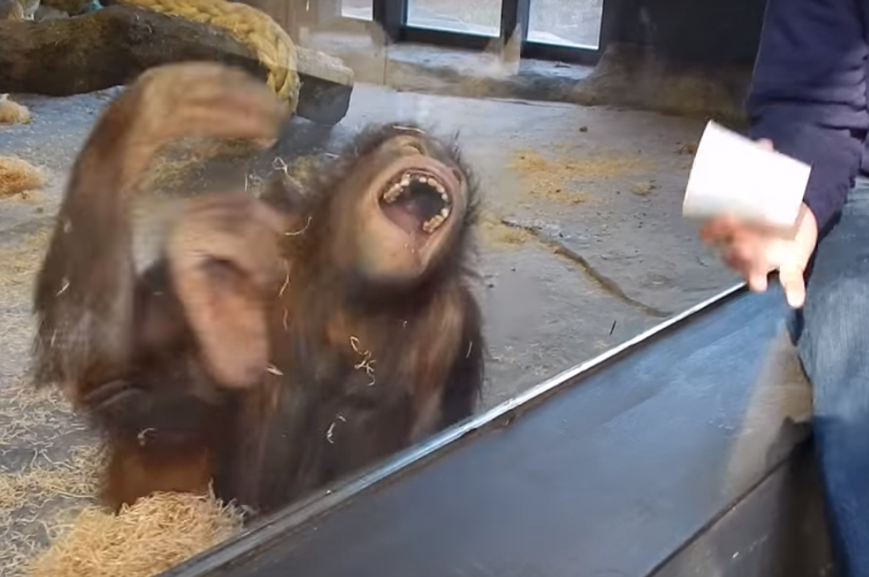 laughing screaming monkey