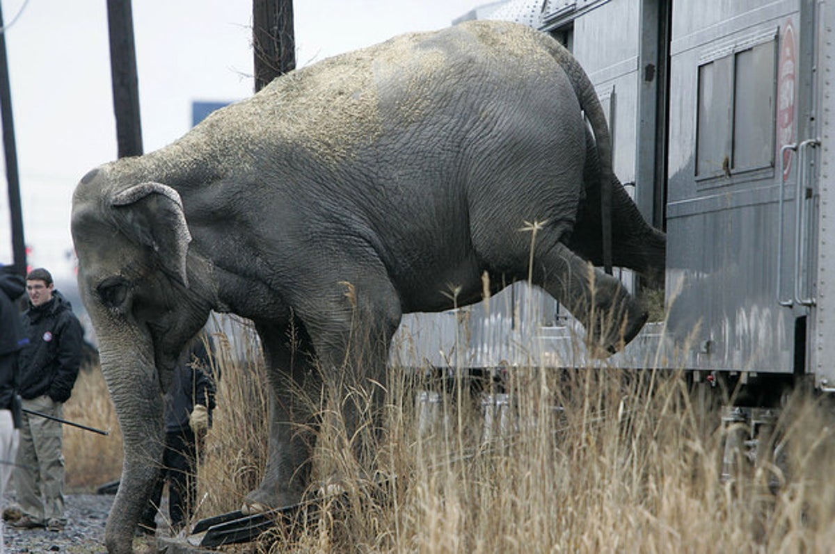 Training For The Circus Elephants