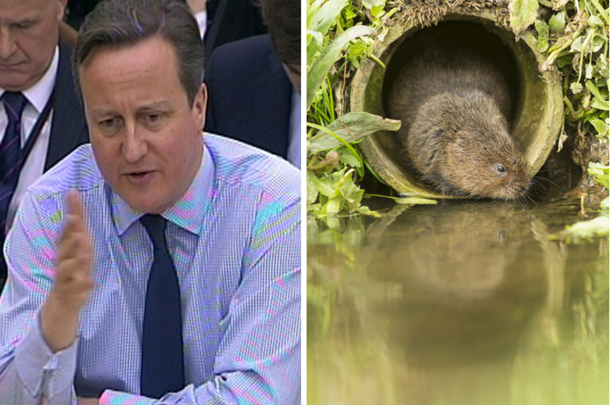 Two Water Voles Gave David Cameron A "Personal Epiphany"