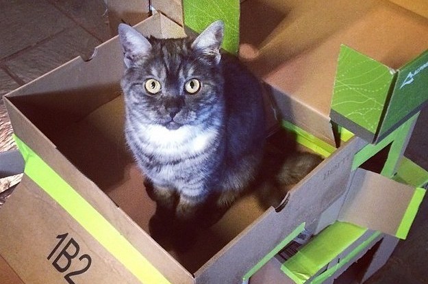16 Badass Cat Forts