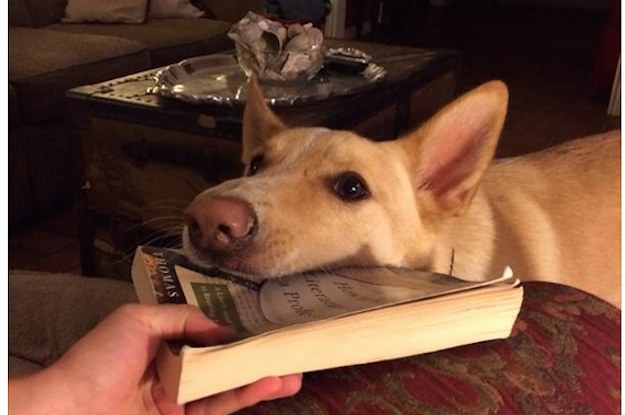 18 Pets With No Damn Respect For Books