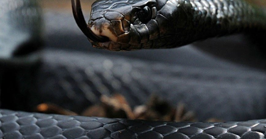 Is There A Deadly Snake On The Loose In Camden?