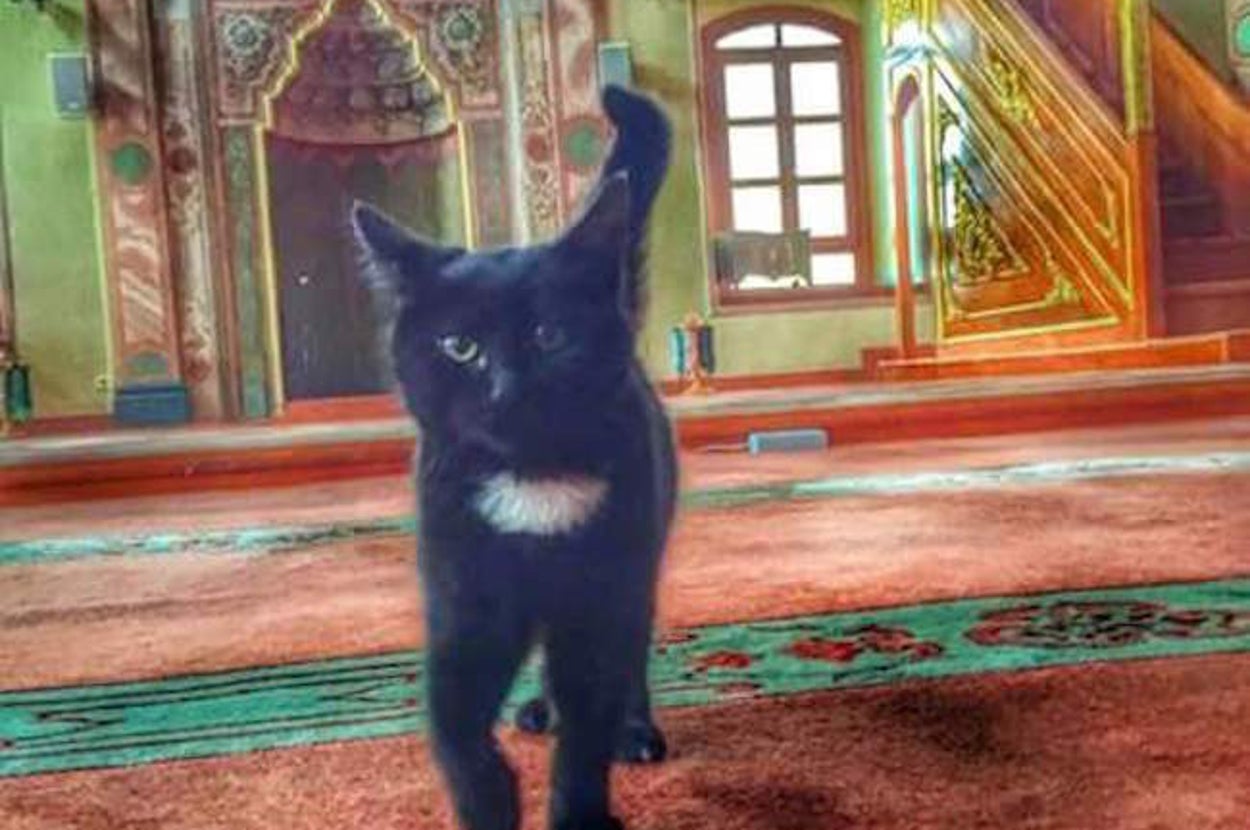 The Internet Loves This Imam Who Lets Stray Cats Live At His Mosque