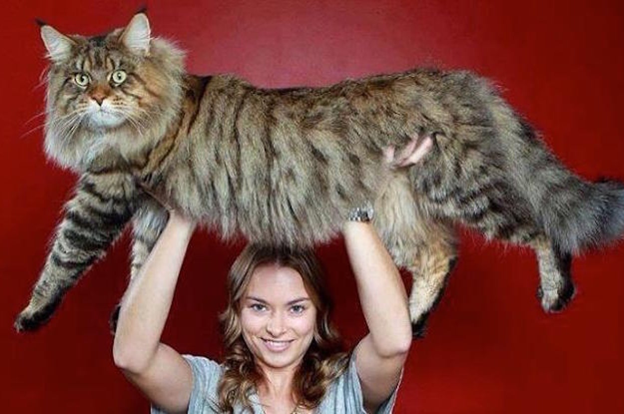 world's largest house cat