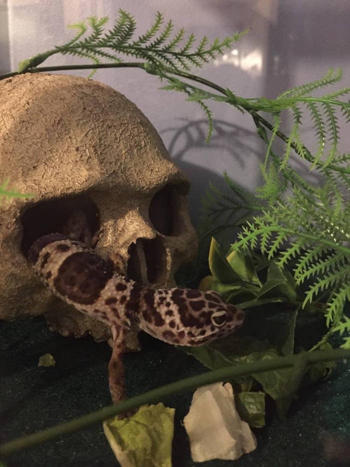 This Brave Little Canadian Gecko Survived Four Months Under A Kid's Bed