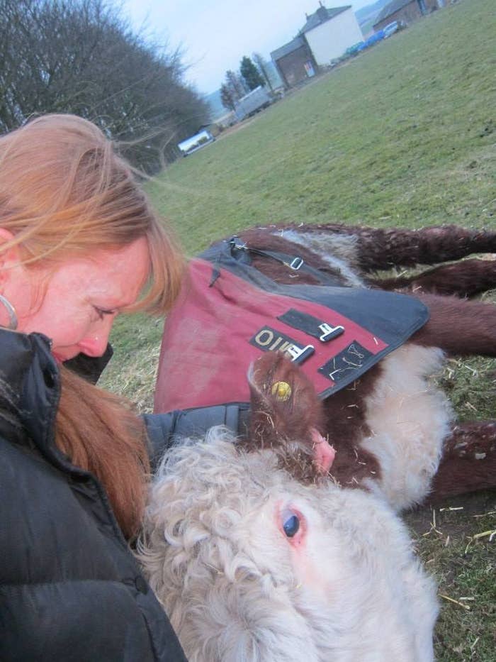Duke The Disabled Dwarf Bull Who Uses A Wheelchair To Walk Needs A New Home