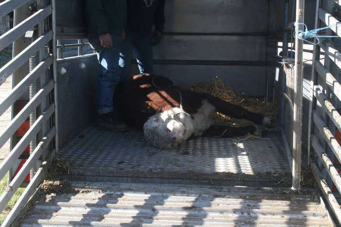 Duke The Disabled Dwarf Bull Who Uses A Wheelchair To Walk Needs A New Home