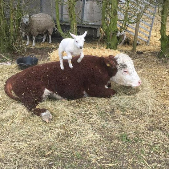 Duke The Disabled Dwarf Bull Who Uses A Wheelchair To Walk Needs A New Home