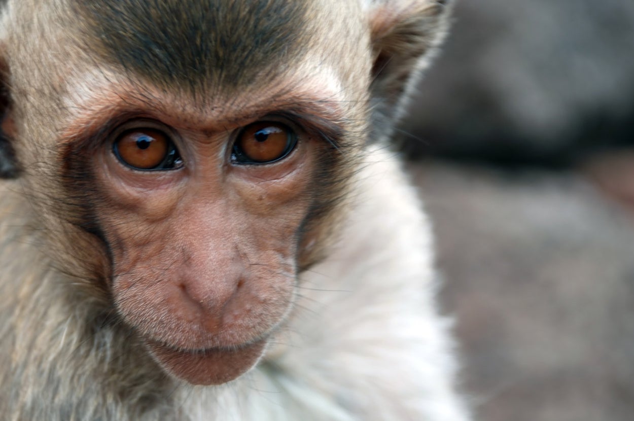 New Genetically Engineered Monkeys Show “Autism-Like” Behaviors