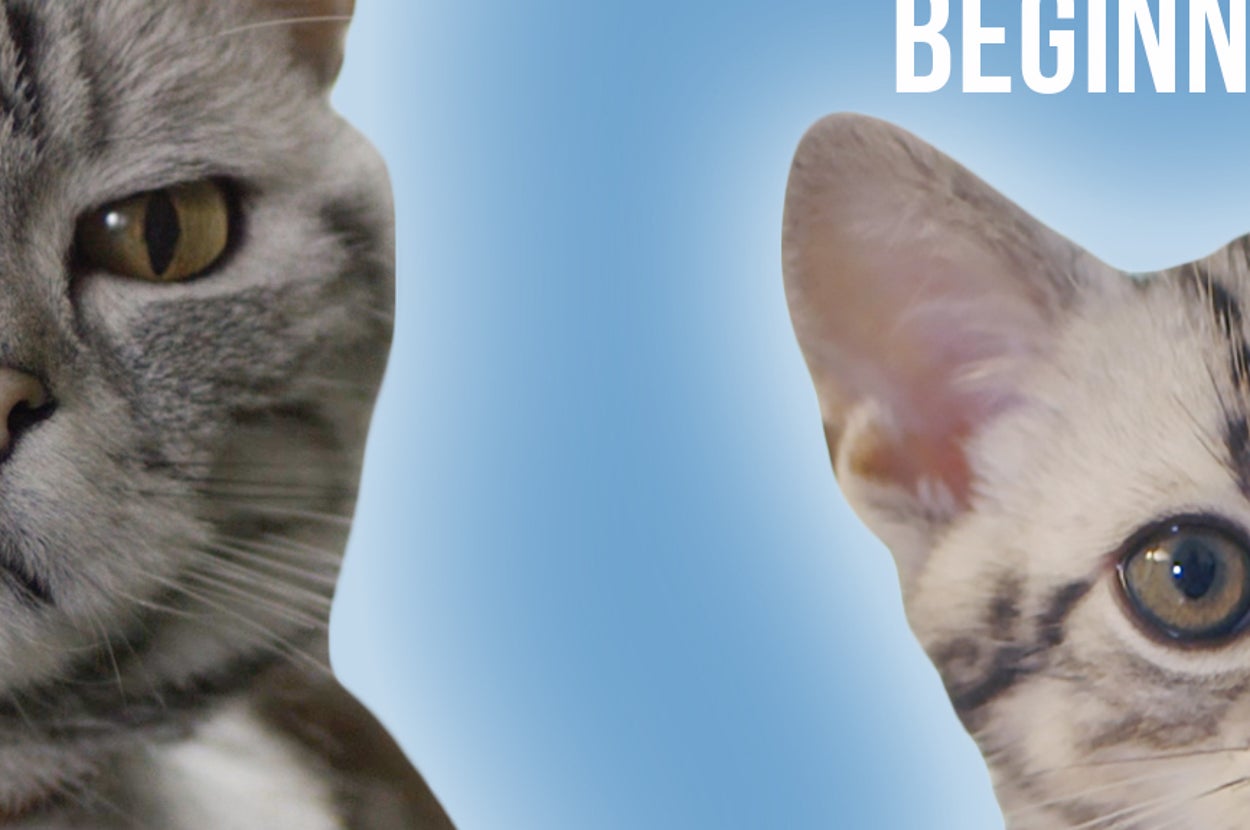 Dear Kitten: Beginnings