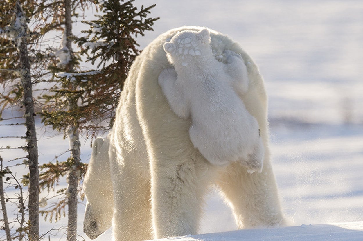 polar bear bum