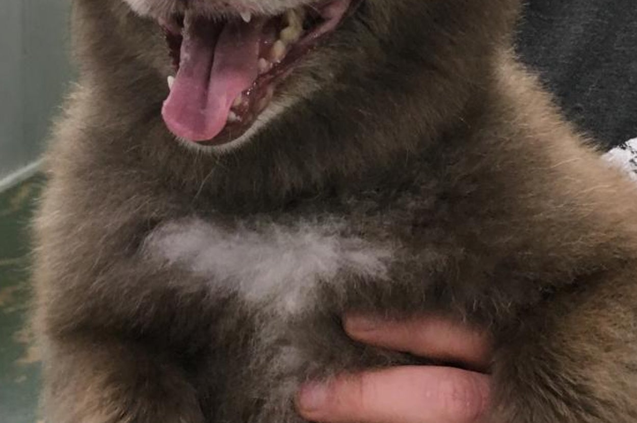 The Bear/Dog Creature That Stumped The Internet Has Been Identified