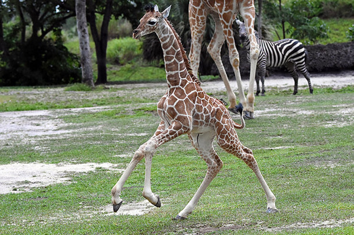 Young Giraffe Dies In Freak Accident At Miami Zoo