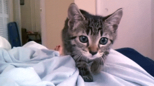 16 GIFs That Perfectly Sum Up Cat Ownership