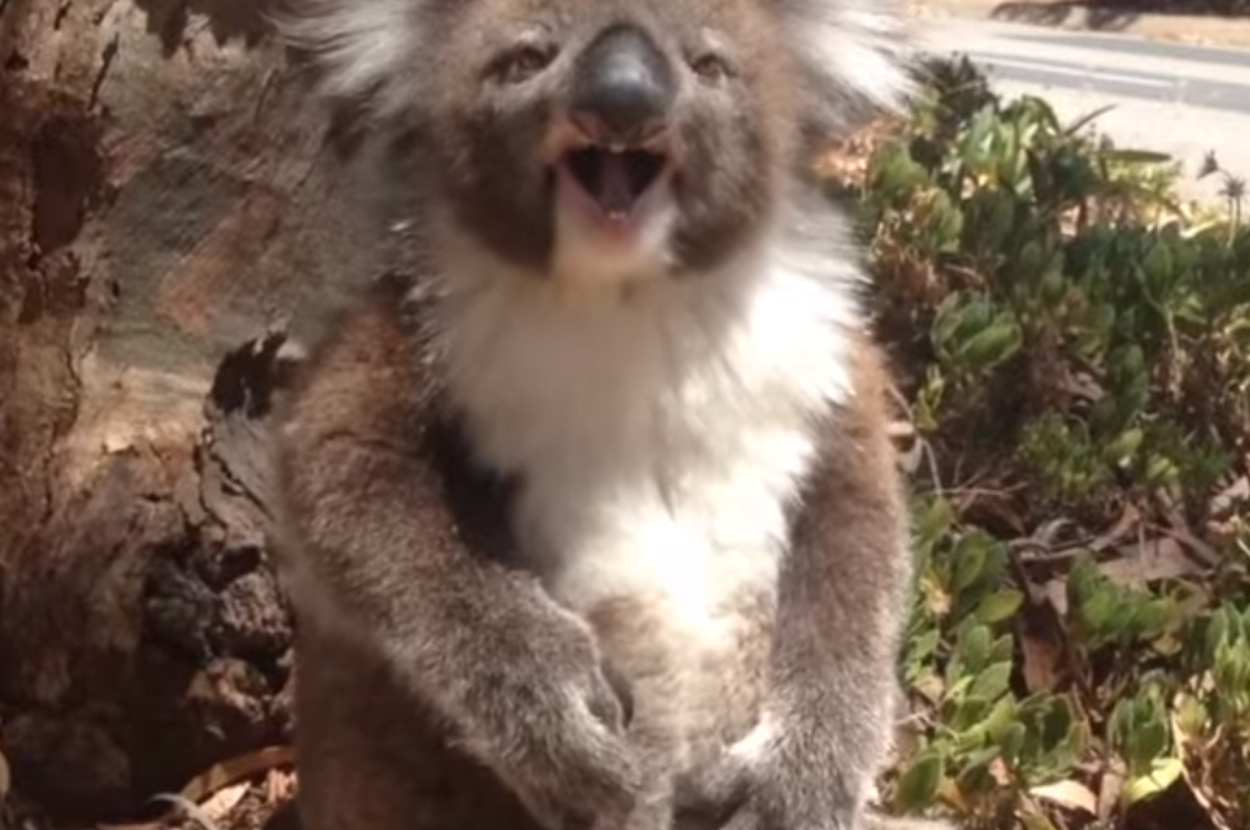 Este koala se hizo viral por llorar desconsoladamente cuando lo echaron ...