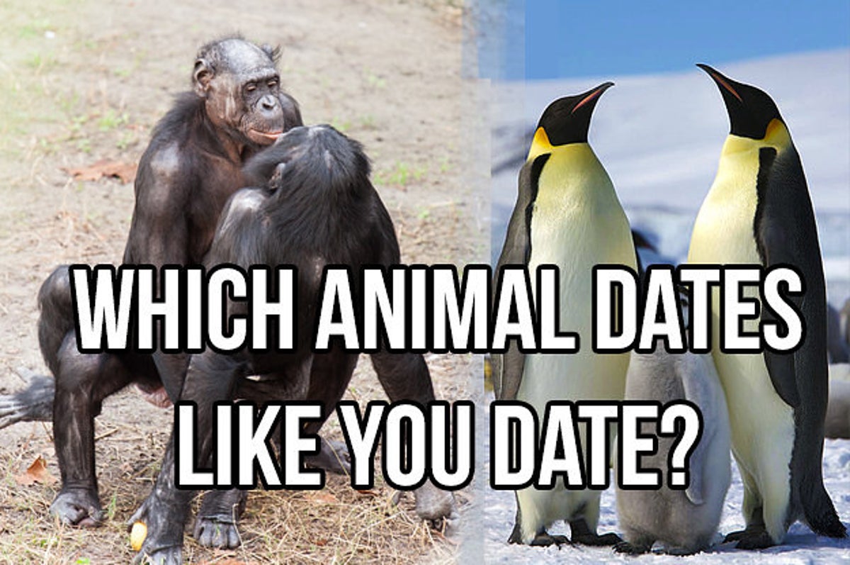 Which Animal Dates Like You Date?
