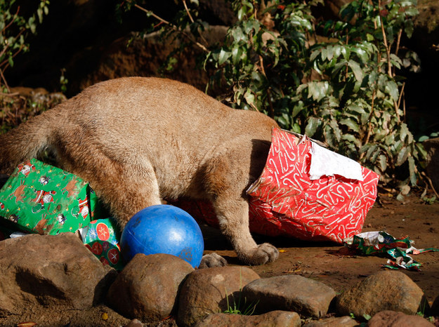 This Deformed Mountain Lion Is Fascinating But Also Might Make You Gag ...