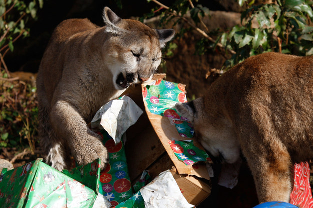This Deformed Mountain Lion Is Fascinating But Also Might Make You Gag ...