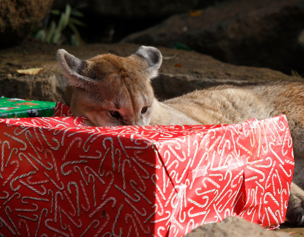 This Deformed Mountain Lion Is Fascinating But Also Might Make You Gag ...