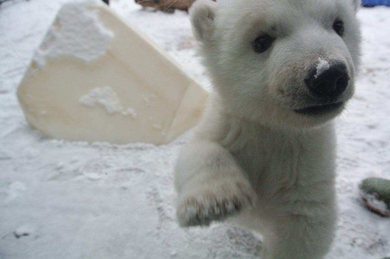 This Adorable Polar Bear Cub Just Discovered Snow