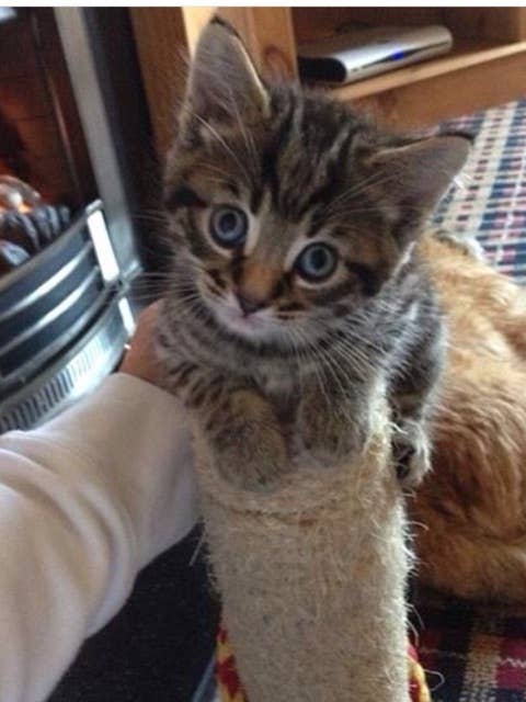 Cheer Up Kitten