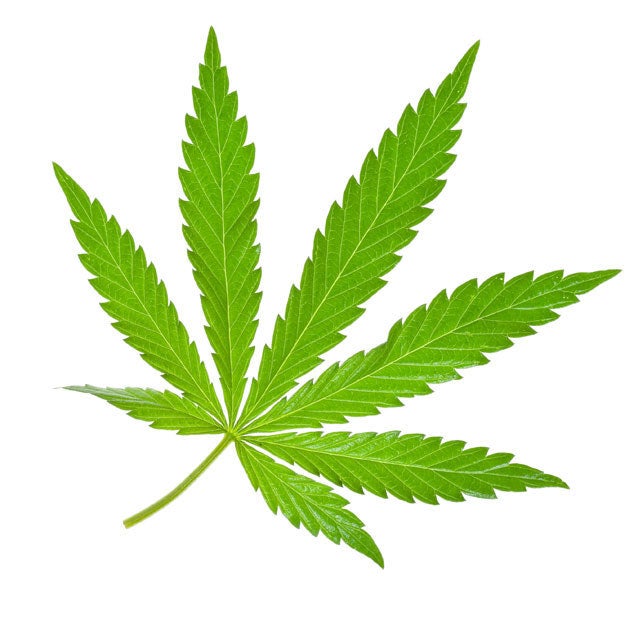 We Bet You Can t Tell The Difference Between A Maple Leaf And A Pot Leaf