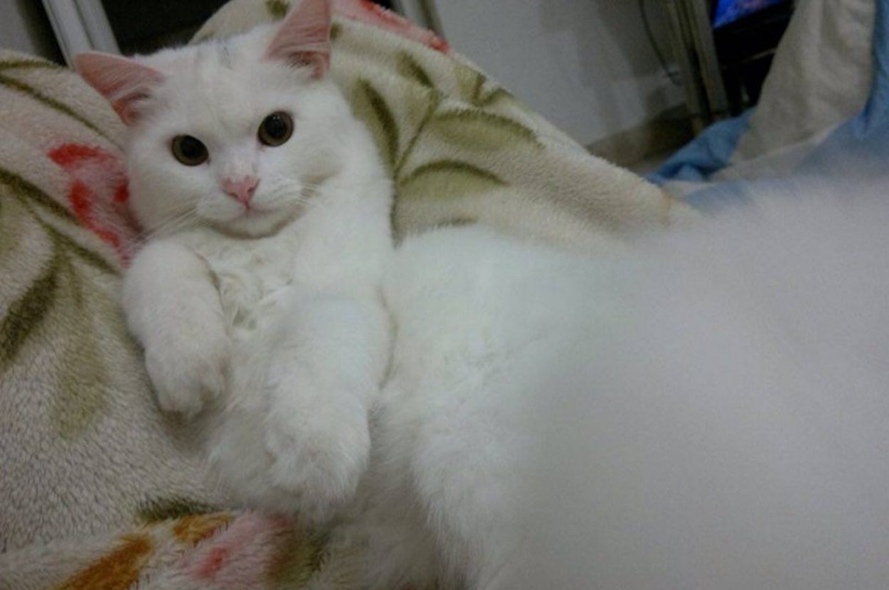This Cat Has Been Reunited With The Refugee Family He Lost In Greece