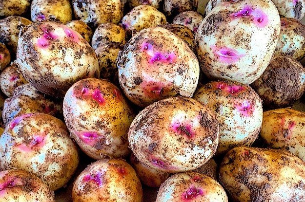 A Canadian Farmer Is Growing The Most Beautiful Pink Potatoes