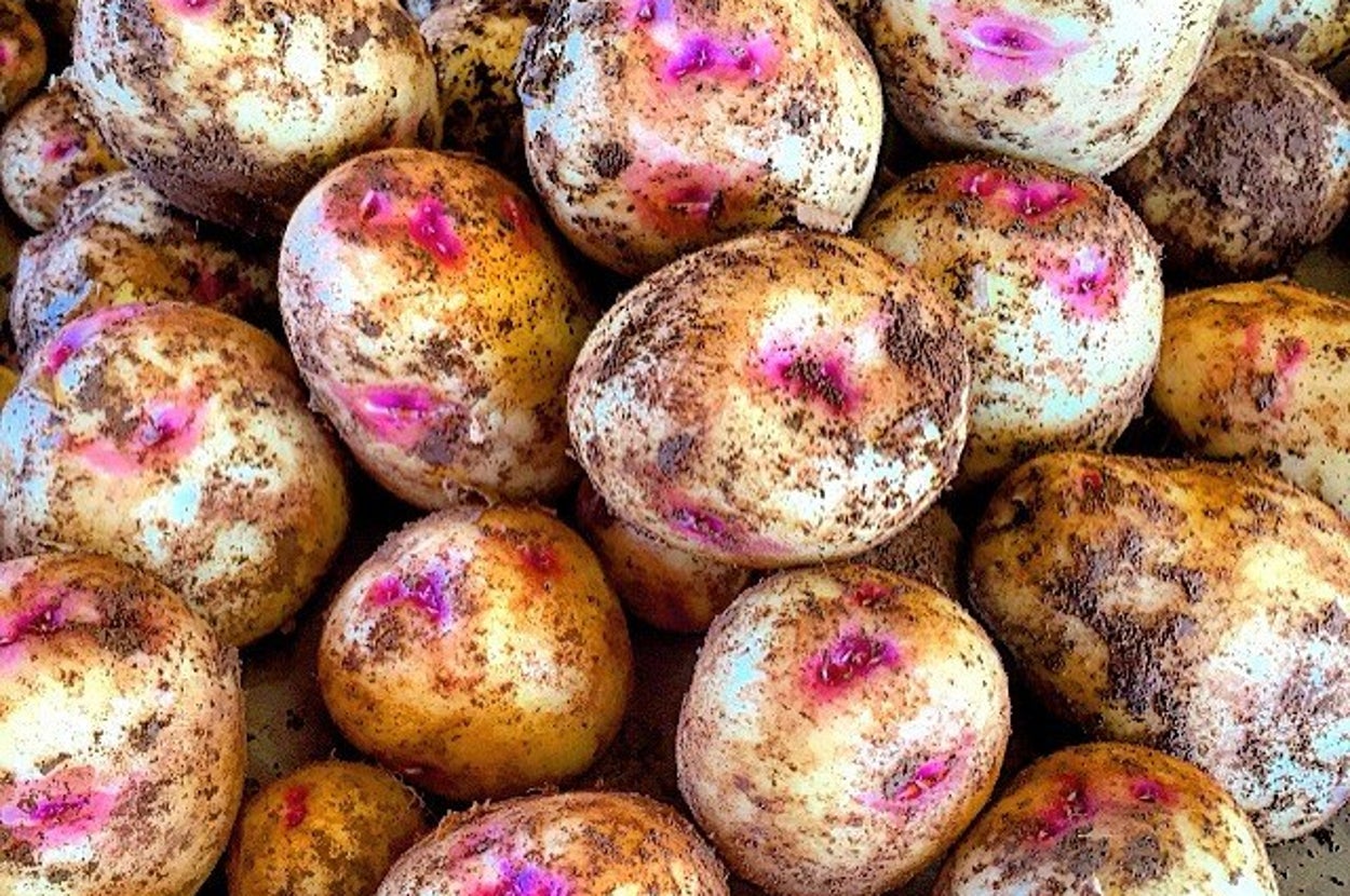 A Canadian Farmer Is Growing The Most Beautiful Pink Potatoes