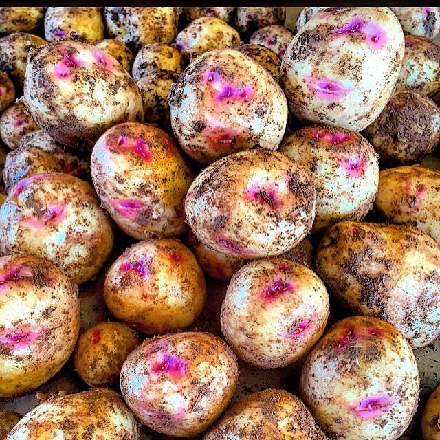 A Canadian Farmer Is Growing The Most Beautiful Pink Potatoes