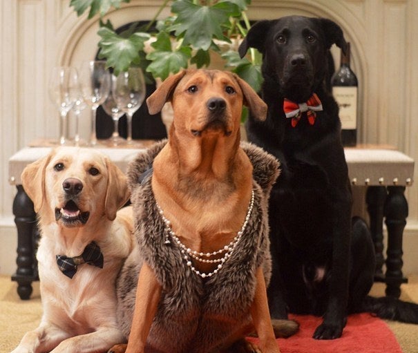 Knox_and_Bear on BuzzFeed