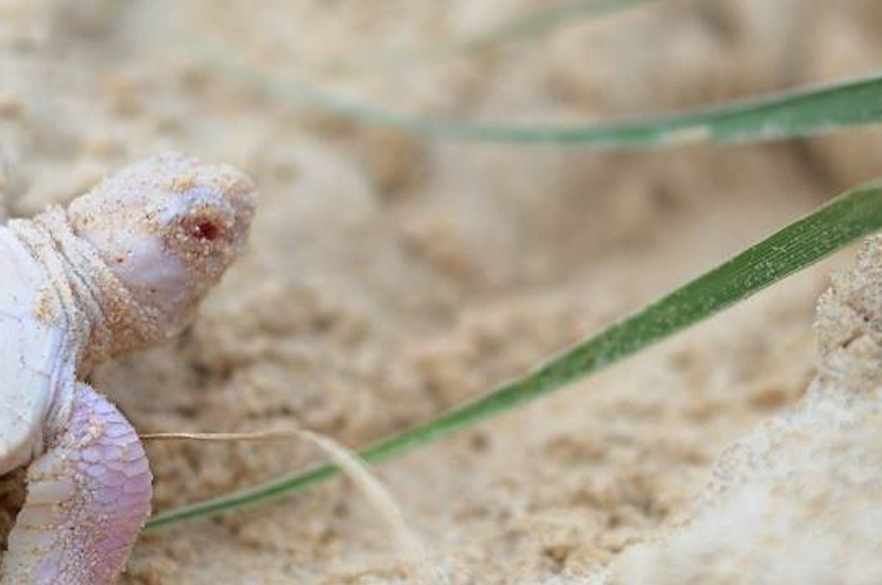 Meet Alby, The Extremely Rare And Extremely Cute Albino Turtle