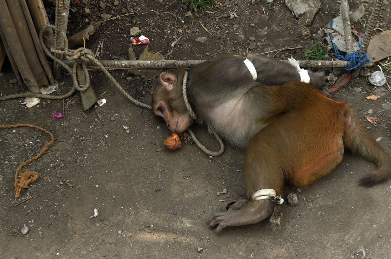 These Photos Of A Monkey Being Captured, Tied, And Caged Will Break ...