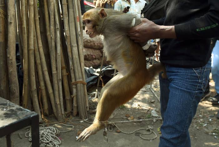 These Photos Of A Monkey Being Captured, Tied, And Caged Will Break ...