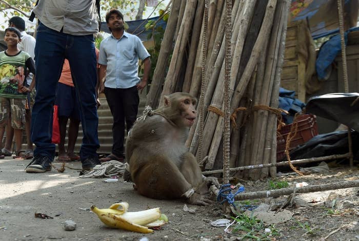 These Photos Of A Monkey Being Captured, Tied, And Caged Will Break ...