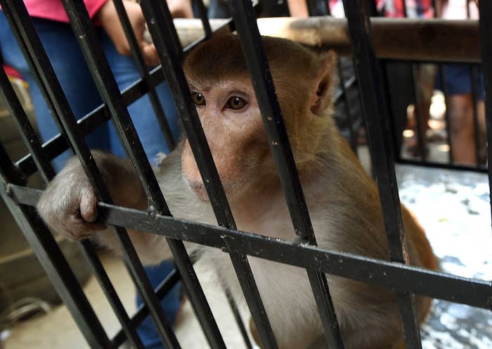 These Photos Of A Monkey Being Captured, Tied, And Caged Will Break ...