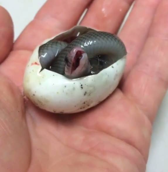 This Wee Little Snake Taking Its First Breath Will Cure Anyone's Fears