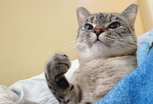 24 Reasons You Seriously Need To Follow Nala The Cat On Instagram