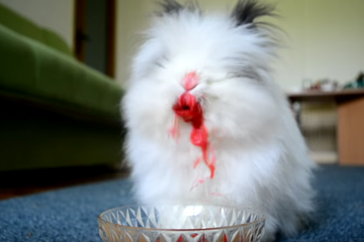 gruesome bunny