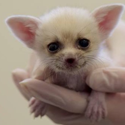 Watch These Adorable Big-Eared Fox Siblings Being Bottle-Fed - BuzzFeed ...