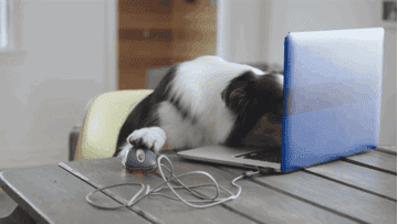 This Dog With Credit Card Debt Is Basically All Of Us