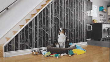 This Dog With Credit Card Debt Is Basically All Of Us