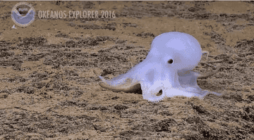 ghost octopus size