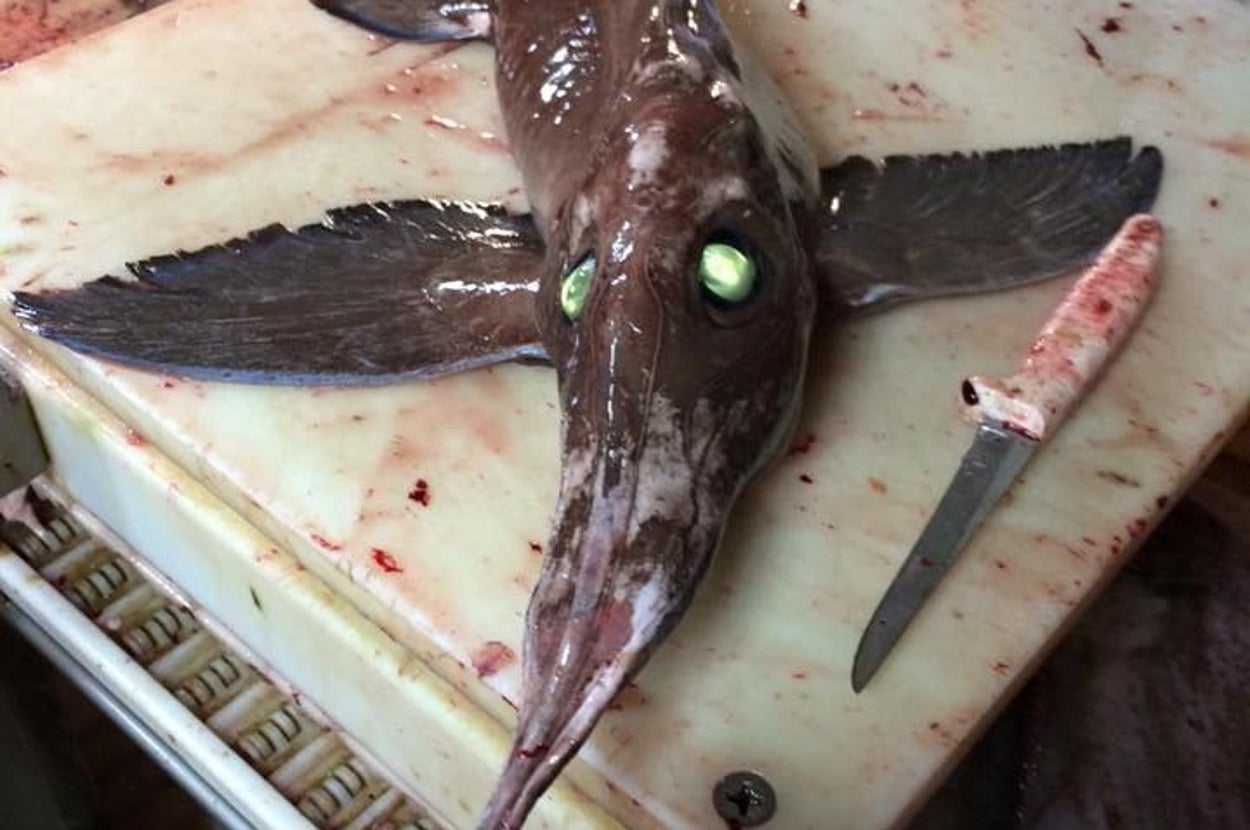 A Fishing Boat Caught This Rare, Freaky Fish Off The Coast Of Nova Scotia