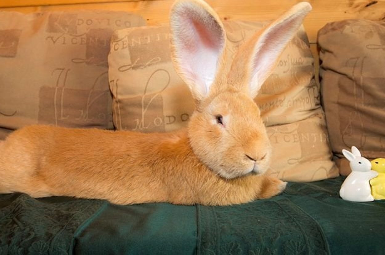 A Loving Family Has Adopted The Huge Dog-Sized Bunny We All Fell In ...