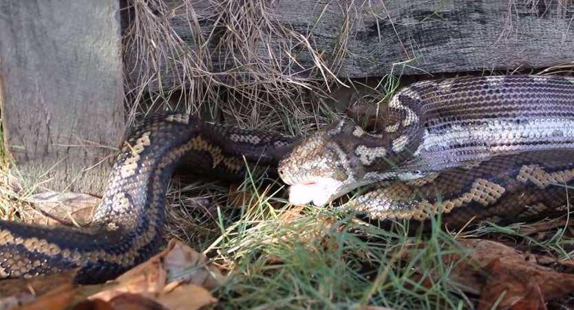 python snake eating cat